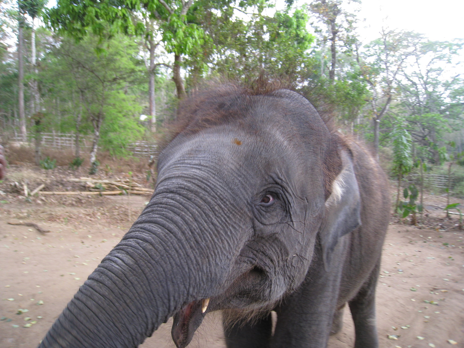 Outsmarting Technology: Elephants as Non-Human-Actors in Wildlife ...
