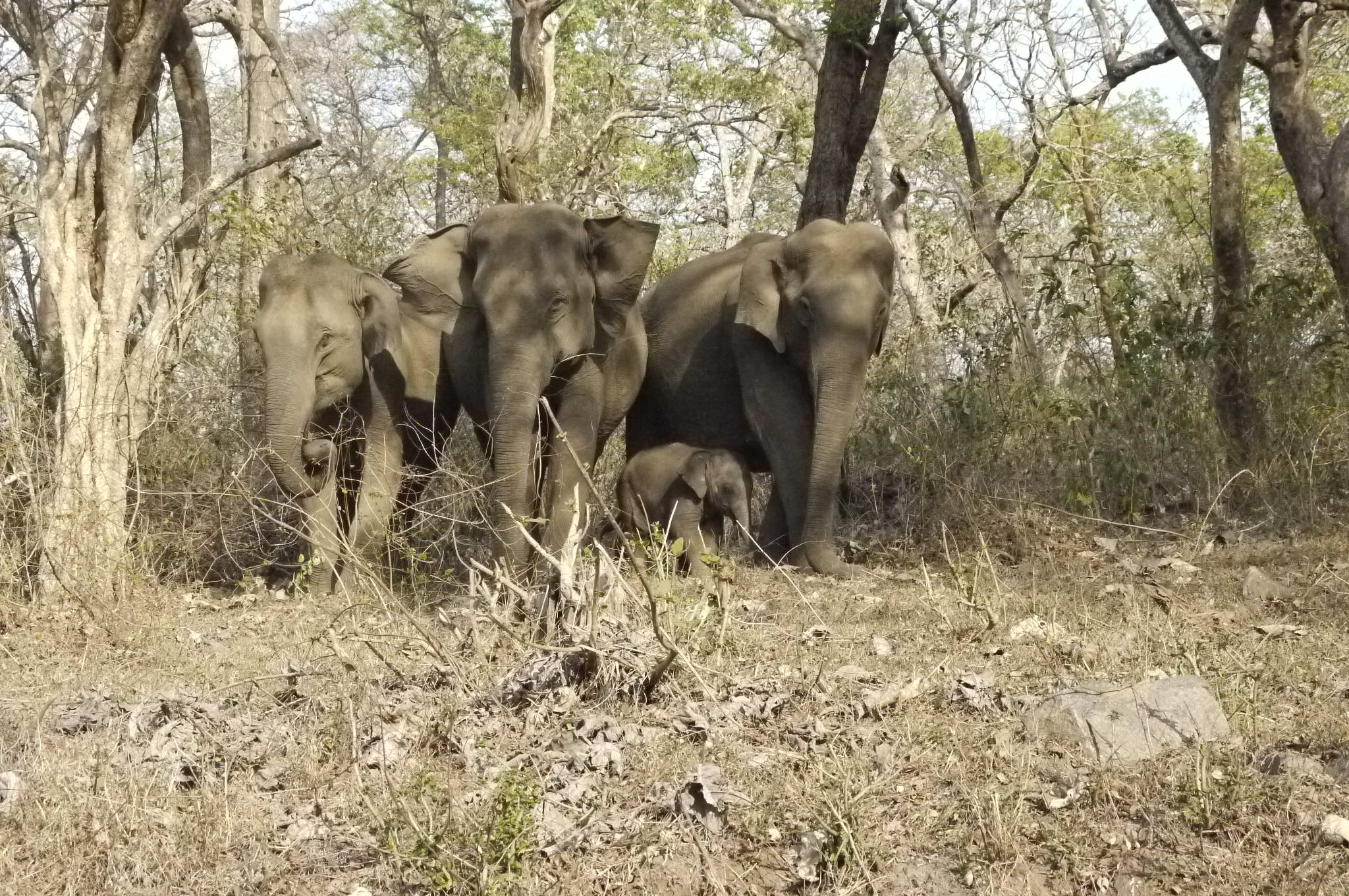 Outsmarting Technology: Elephants as Non-Human-Actors in Wildlife ...