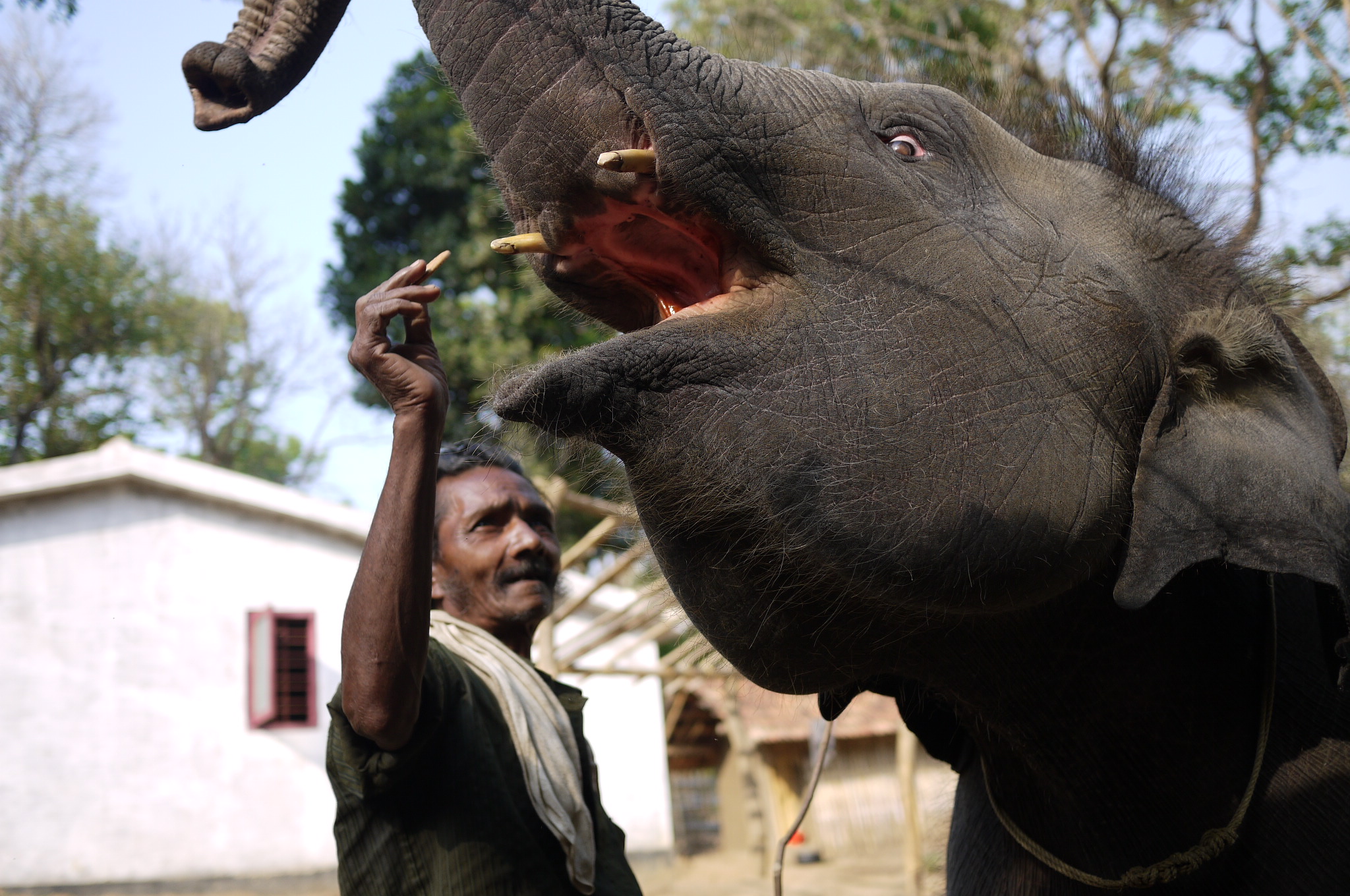 Outsmarting Technology: Elephants as Non-Human-Actors in Wildlife Conflicts
