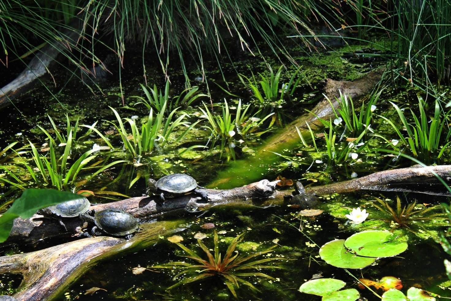 Day 6. Danube Excursion: Vienna—Bratislava