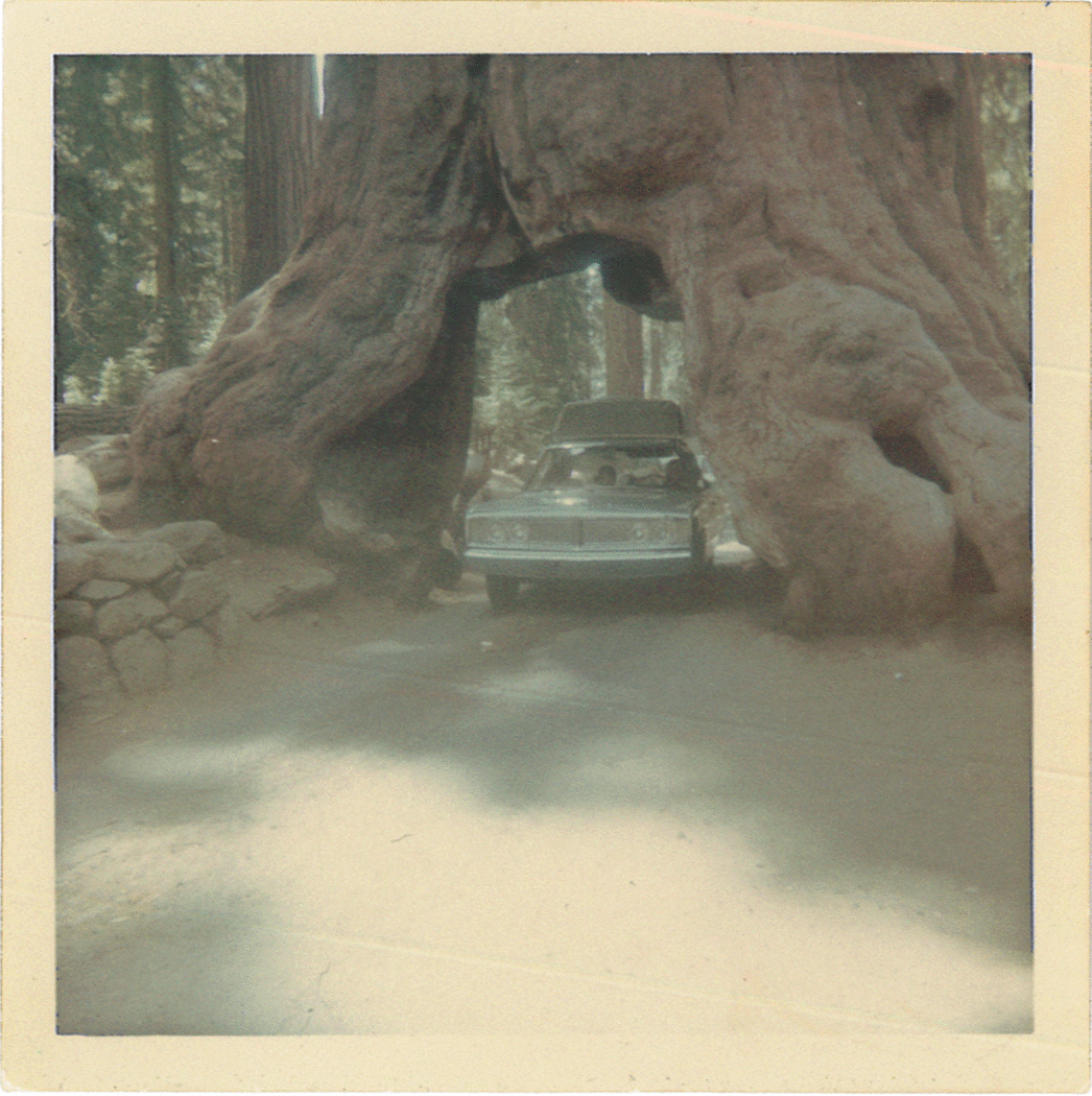 Making Tracks: Gregg Mitman – Seeing the Woods