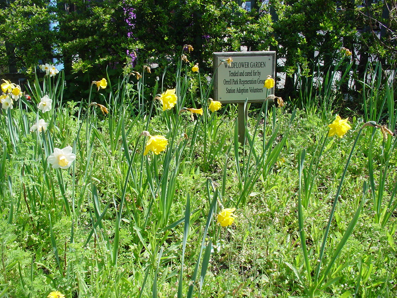 Wildflower_garden_at_Orrell_Park_railway_station – Seeing the Woods